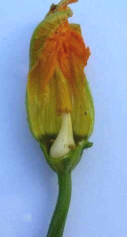 tp dissection florale terminale s